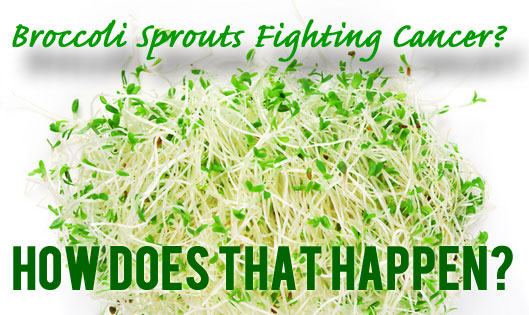 Superfood Broccoli Sprout Benefits for Health 1-2-3