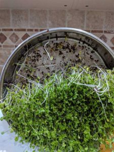 10 Tips for Growing Your Own Broccoli Sprouts